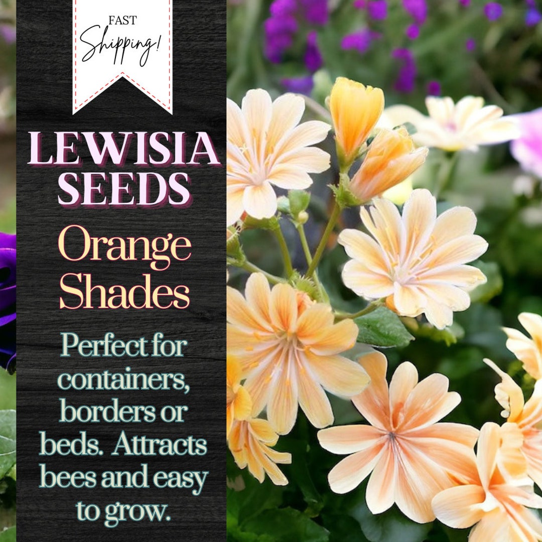 Orange Shades Lewisia Seeds 35+ Seeds Flower, Flower Seeds, Annual ...
