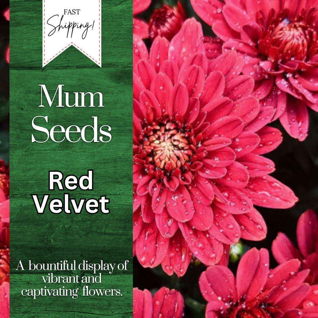 Red Velvet Mum Chrysanthemum Seeds 200+ Seeds Mum Flower, Flower Seeds ...