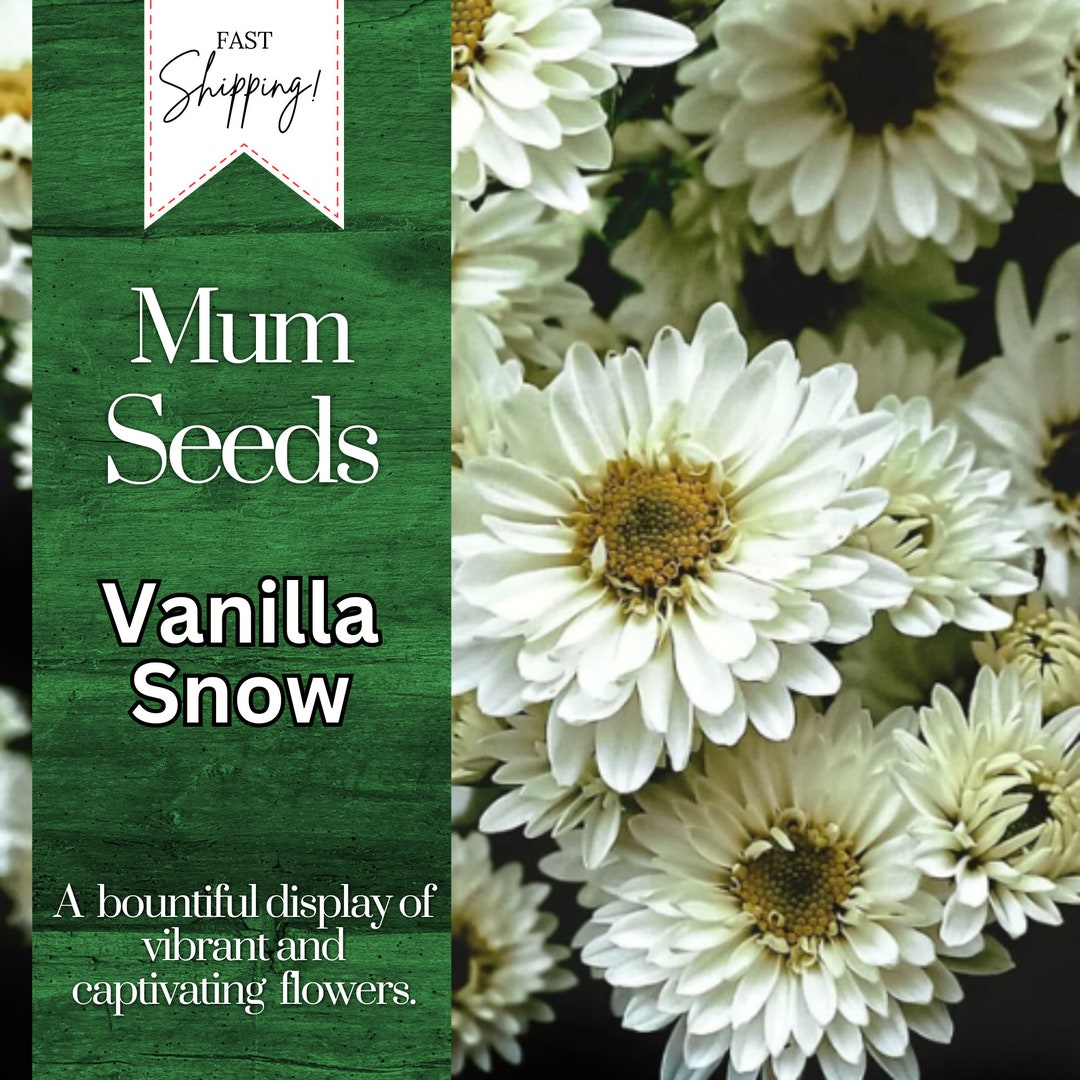 Vanilla Snow Mum Chrysanthemum Seeds 200+ Seeds Mum Flower, Flower ...