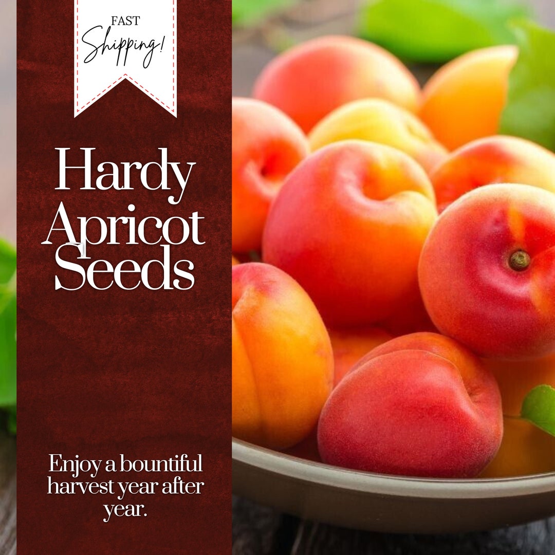 10+ Hardy Apricot Shrub Tree With Orange Pink Fruit, USA Seller Free ...