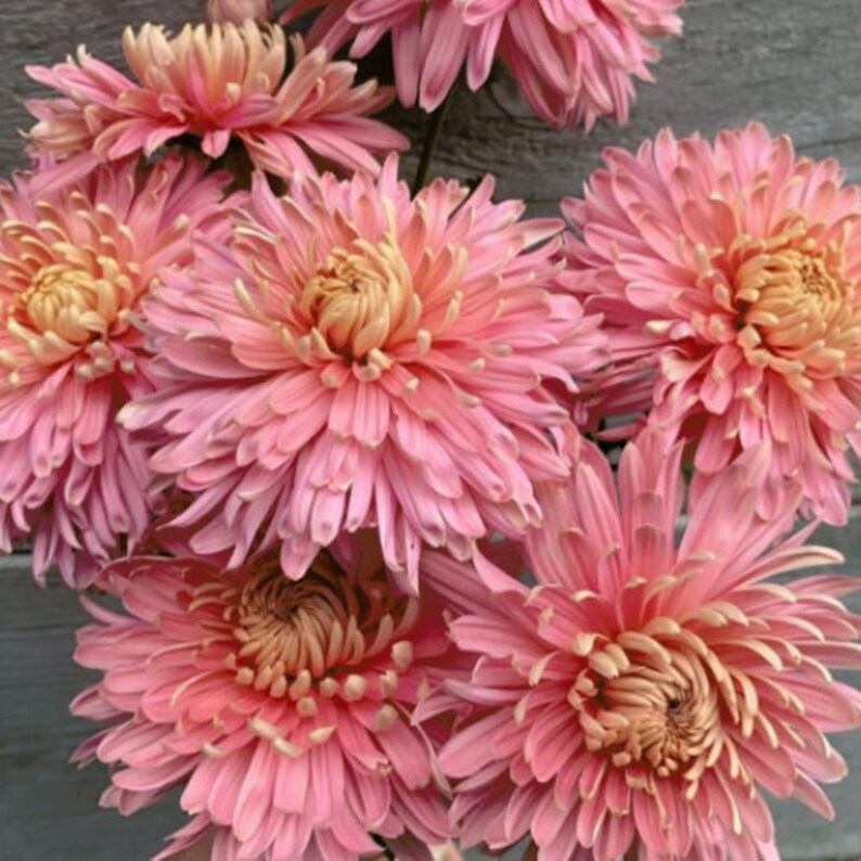 Blush Burst Mum Chrysanthemum Seeds 200+ Seeds Mum Flower, Flower Seeds ...