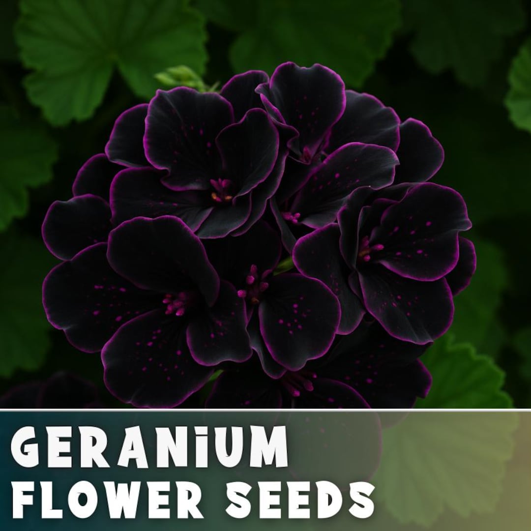 100+ Geranium Seeds - Royal Velvet - Fragrant - Fresh Flower Seeds Non ...