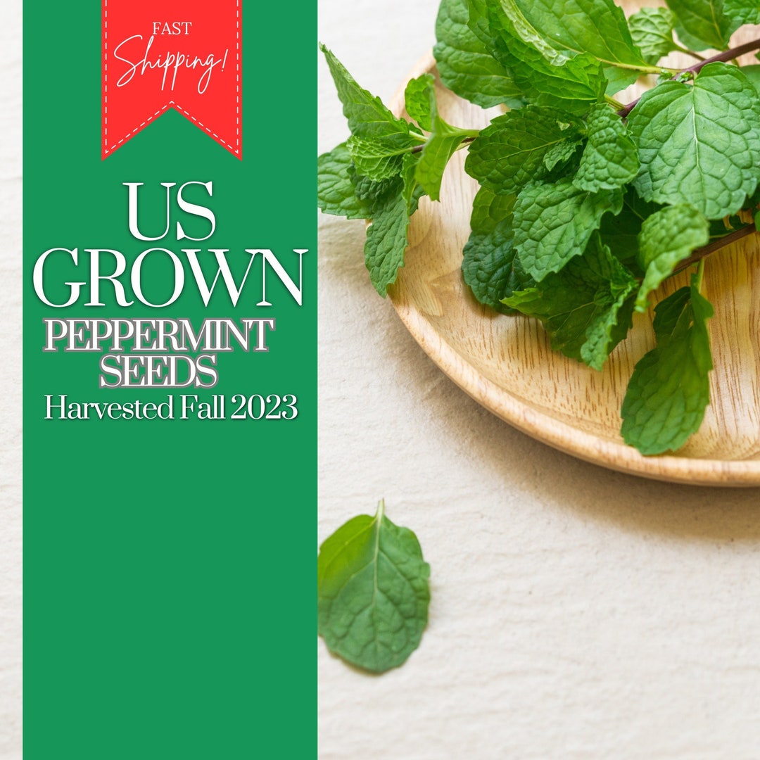 Peppermint, Peppermint Seeds, Heirloom, NON GMO Packet, USA Seller Free ...