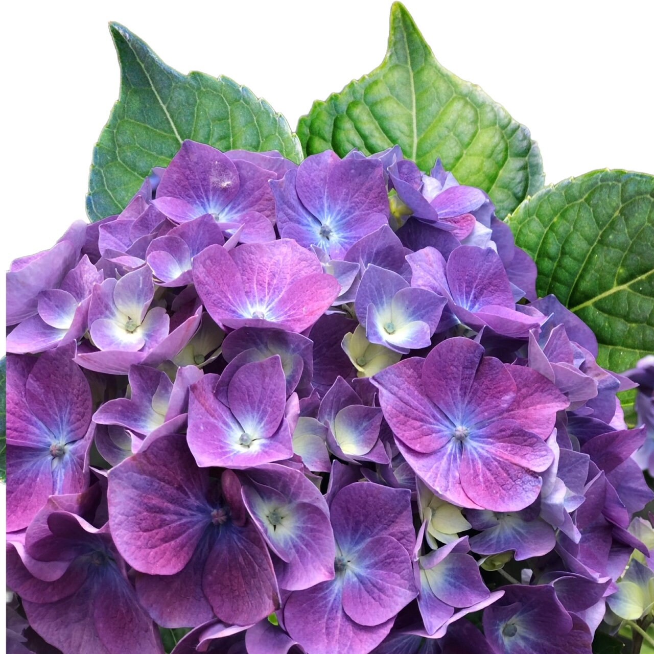 Hydrangea Seeds 65 Seeds Perennial Hardy Garden Shrub Bloom - Etsy