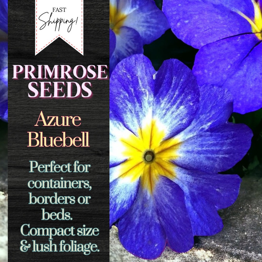 Azure Bluebell Primrose Seeds 125+ Seeds Flower, Flower Seeds, Annual ...