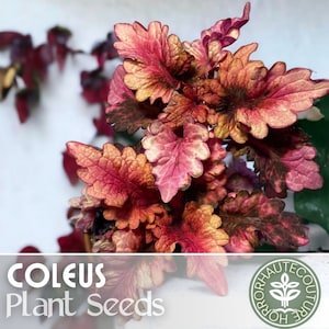 100+ Coleus Seeds Heirloom Flower, Flower Seeds, Annual Seeds, Bulk ...