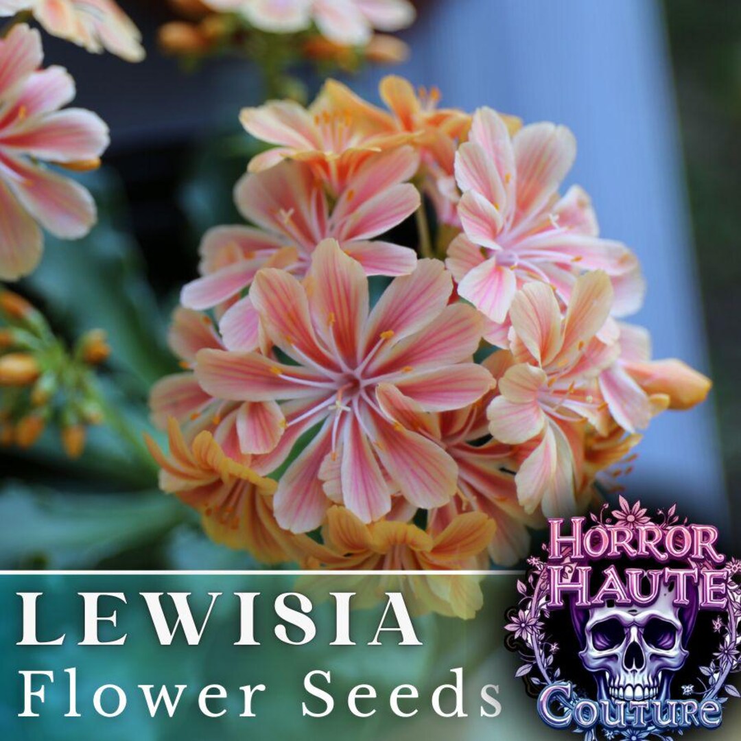 Sunset Lewisia Seeds 35+ Seeds Flower, Flower Seeds, Annual Seeds, Bulk ...