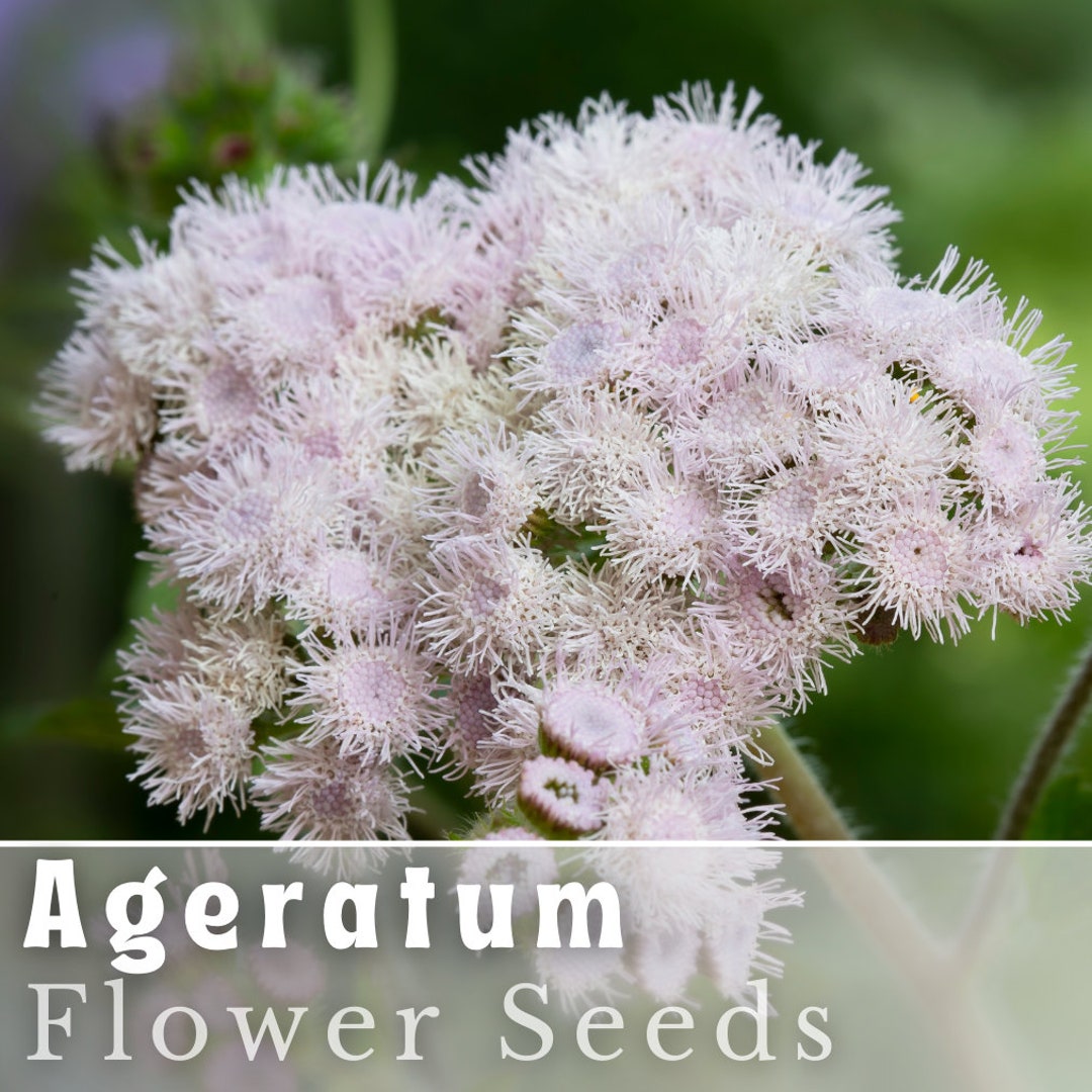 Passion White - Ageratum Seeds - 150 Seeds - Garden Bloom Flower Seed Flowers Garden Seeds Cut ...