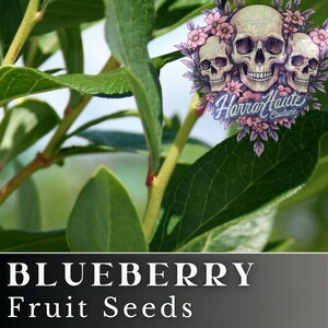 Frostberry Blueberry Seeds 200, 750 or 3,200 Seeds Fruit Seeds, Non GMO ...