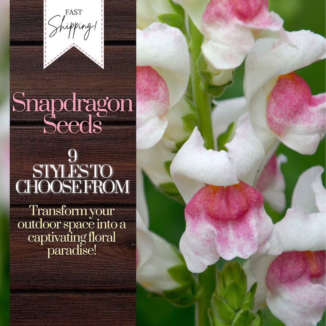 200 Snapdragon Seeds Heirloom Flower, Flower Seeds, Annual Seeds, Bulk ...