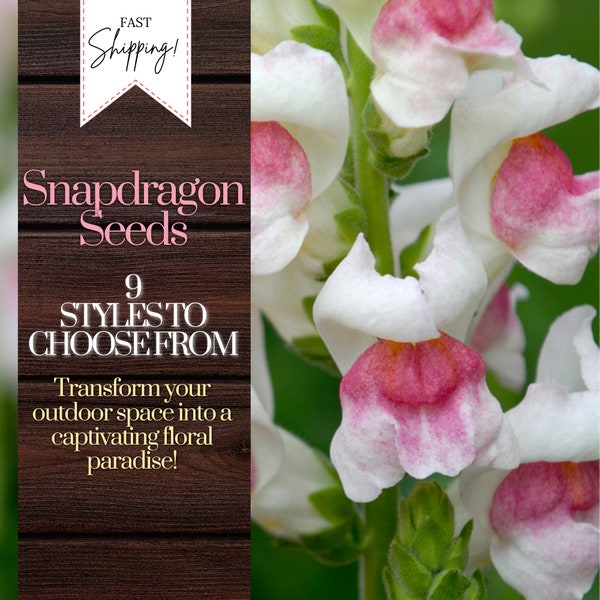 Snapdragon Seeds - Etsy