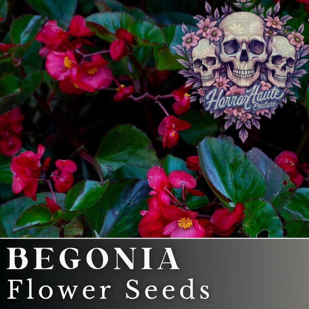 Bold Merlot Begonia Seeds 45 or 125 Seeds Flower, Flower Seeds, Non GMO ...