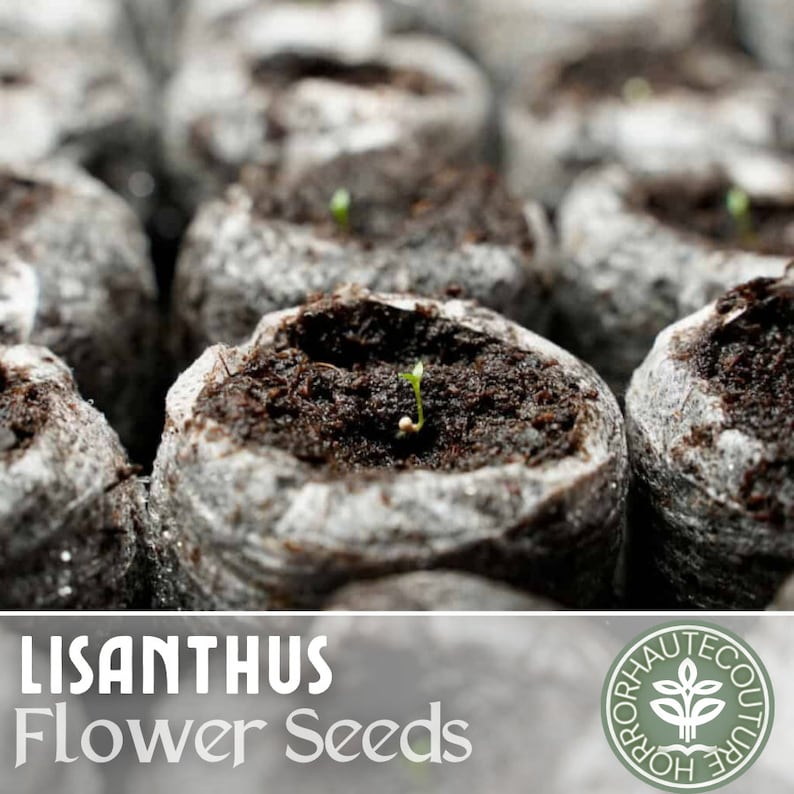Lisianthus Seeds - 100 Seeds - Everlast Medley - Garden Bloom Flower ...