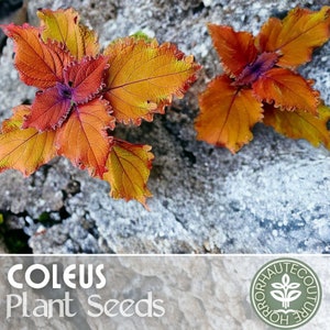 100+ Coleus Seeds Heirloom Flower, Flower Seeds, Annual Seeds, Bulk ...