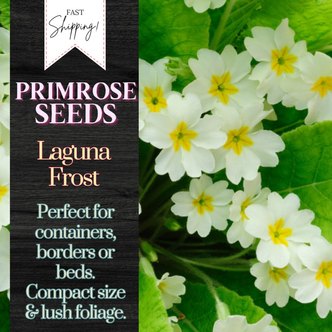 Laguna Frost Primrose Seeds 125+ Seeds Flower, Flower Seeds, Annual ...
