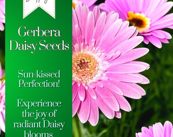 Gerbera Daisy Mega Revolution Flower Seed Mixture 20 Seeds - Etsy