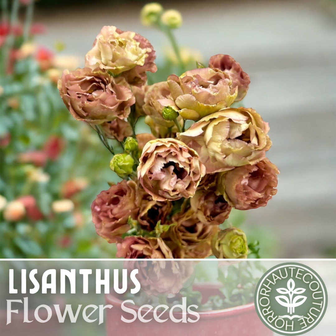Lisianthus Seeds - 100 Seeds - Copper Brown - Garden Bloom Flower Seed ...