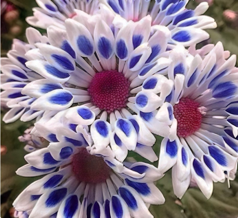 Blue White Mum Chrysanthemum Seeds 200+ Seeds Mum Flower, Flower Seeds ...