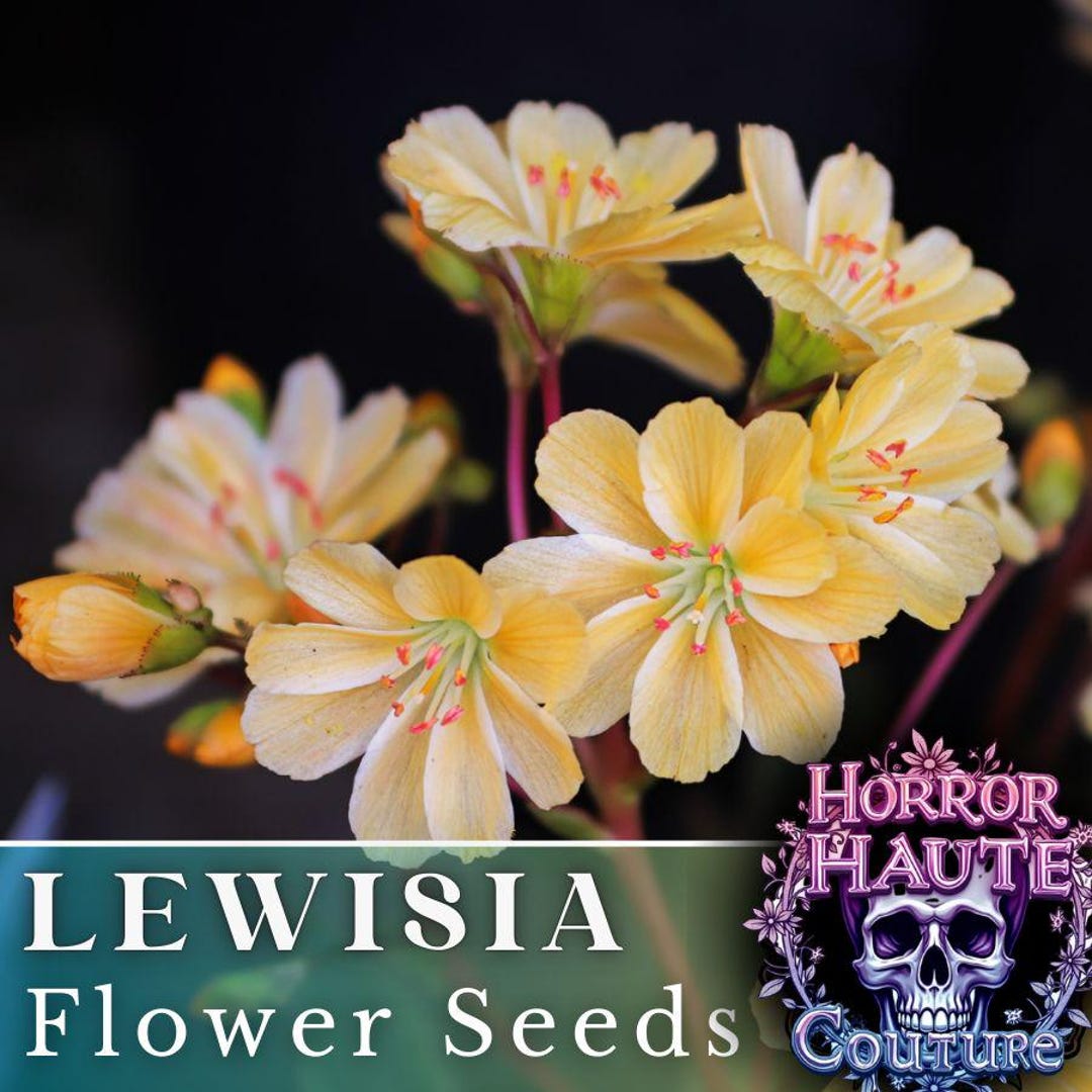 Golden Yellow Lewisia Seeds 35+ Seeds Flower, Flower Seeds, Annual ...