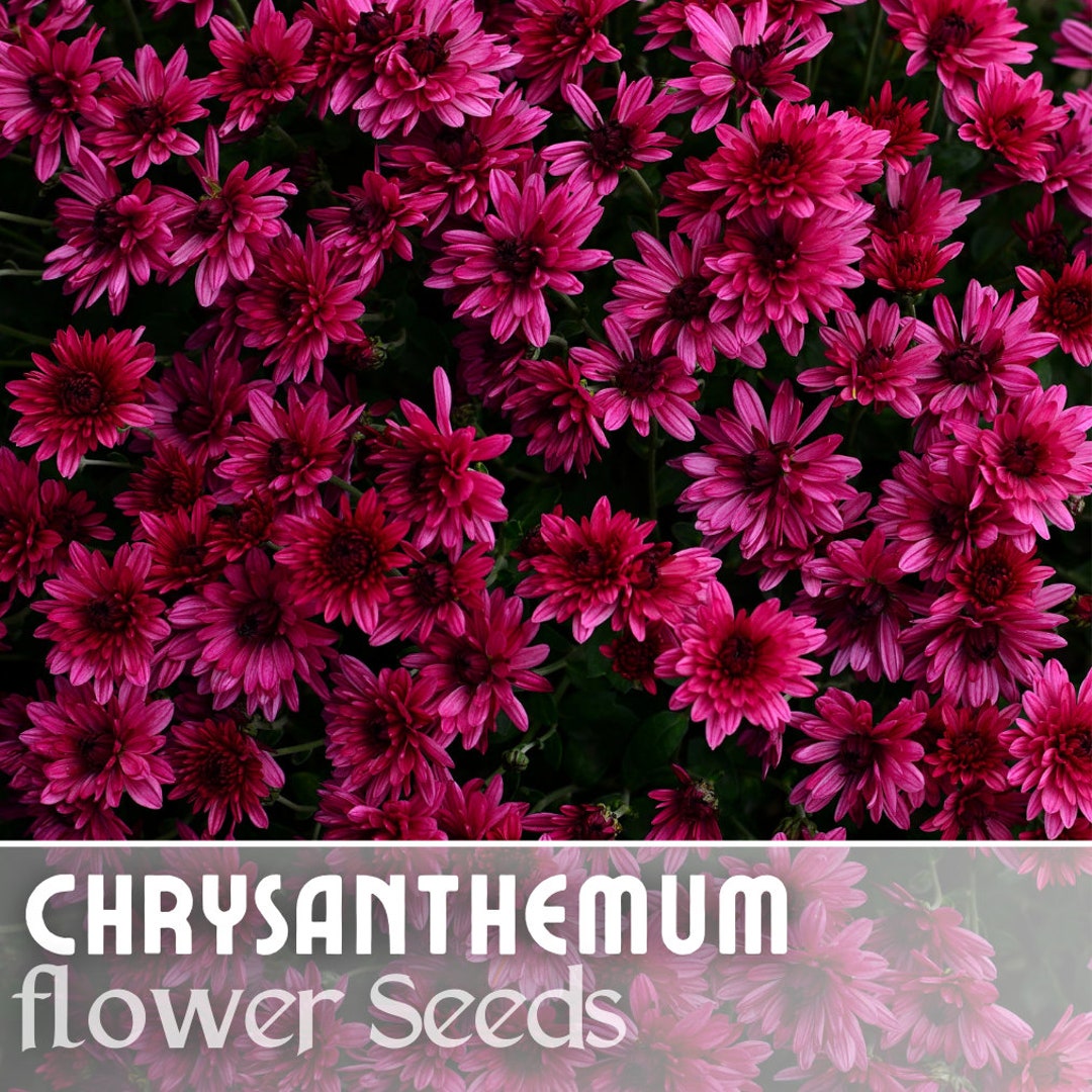 Raspberry Twilight Mum Chrysanthemum Seeds 200+ Seeds Mum Flower ...