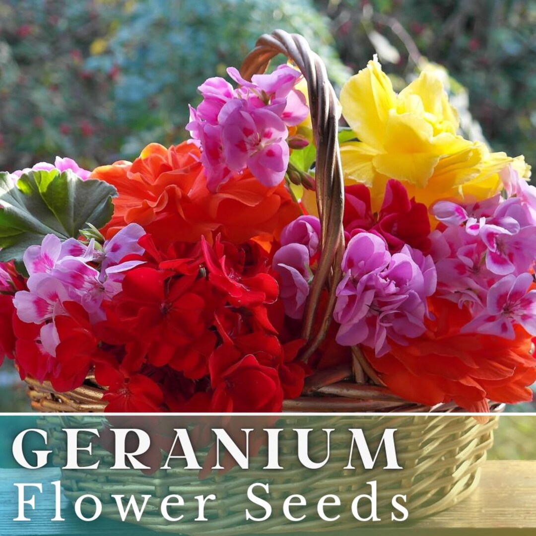 100+ Geranium Seeds -luster Mix- Fragrant - Fresh Flower Seeds Non GMO ...