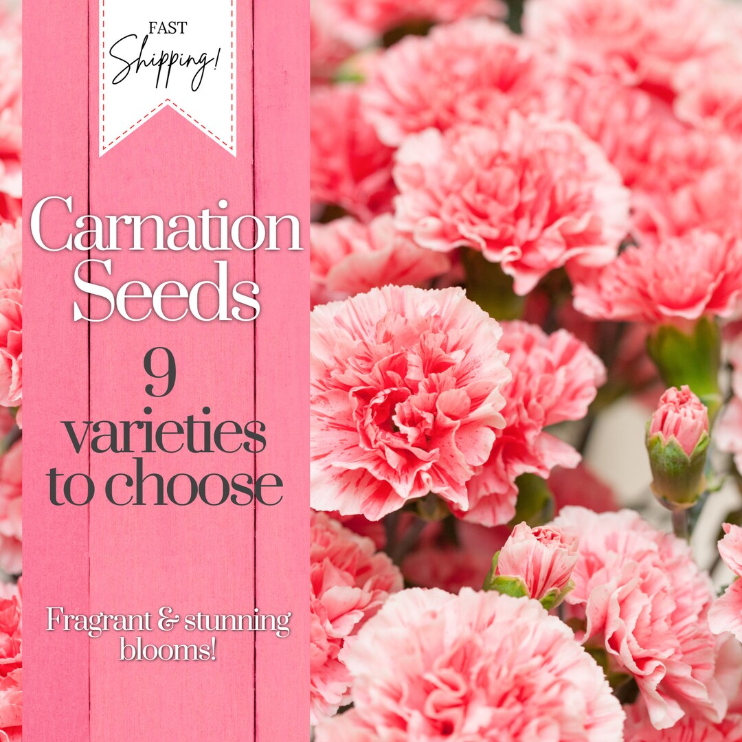 Carnation Seeds 250+ Seeds Flower, Flower Seeds, Annual Seeds, Bulk ...