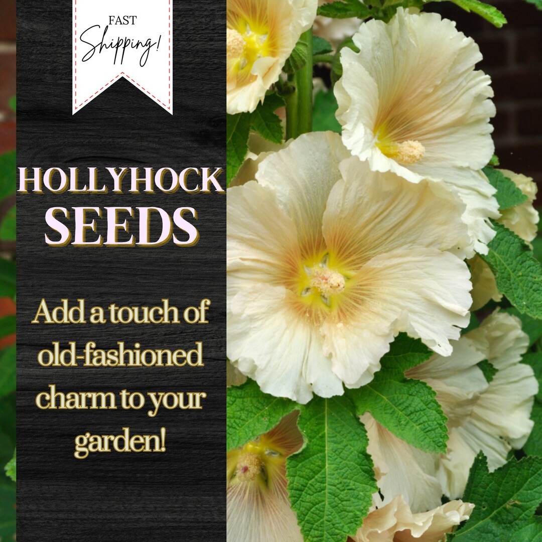 Hollyhock Seeds, Heirloom Seeds, Alcea Rosea, Flowers Perennial Flowers ...
