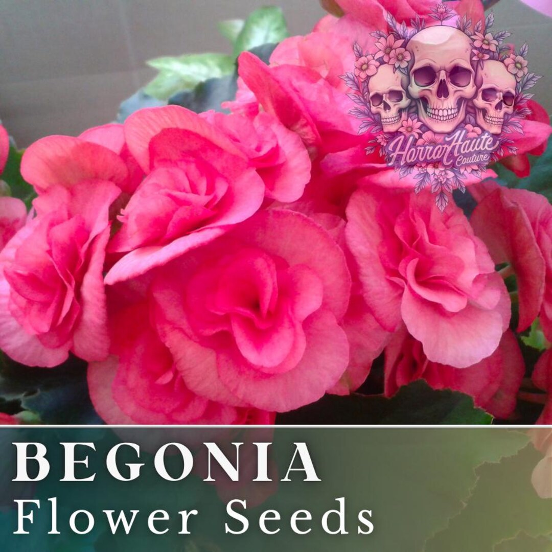 Oasis Pink Begonia Seeds 45 or 125 Seeds Flower, Flower Seeds, Non GMO ...