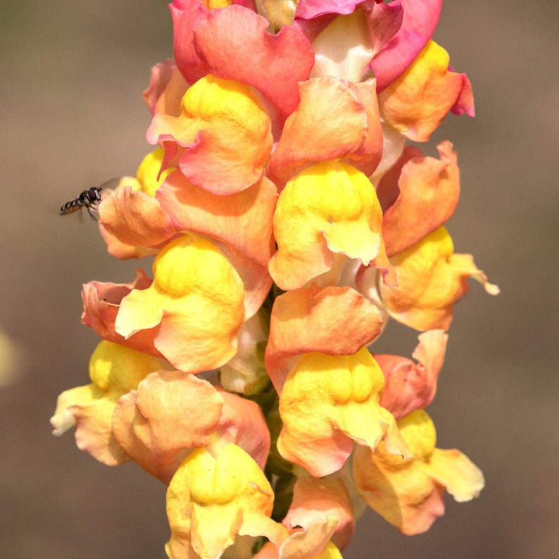 200 Snapdragon Seeds Heirloom Flower, Flower Seeds, Annual Seeds, Bulk ...