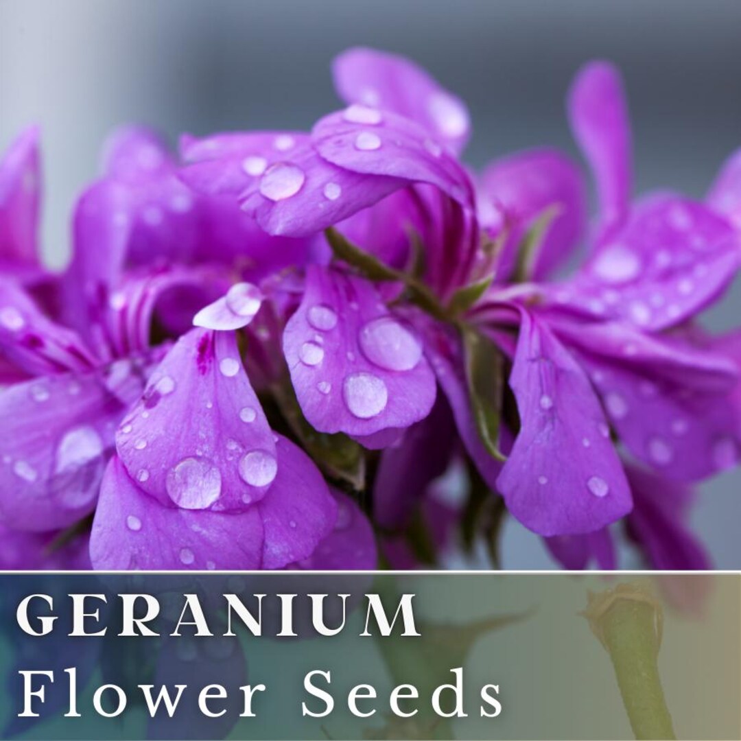 100+ Geranium Seeds -cascade Violet- Fragrant - Fresh Flower Seeds Non ...