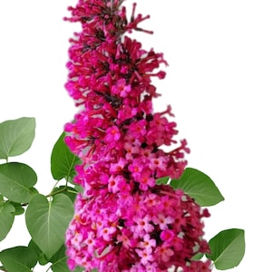 Butterfly Bush (buddleia Davidii) - Fragrant - 250 Seeds - Etsy