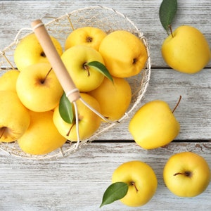 10+ Apple Tree Seeds, USA Seller Free Shipping Fruit Seeds Fragrant - Etsy