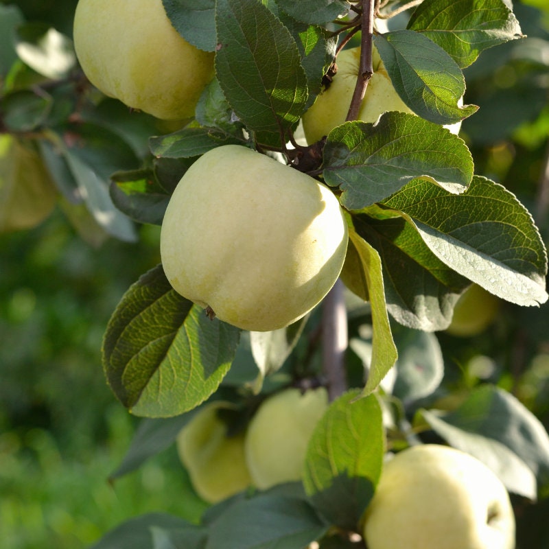 10+ Apple Tree Seeds, USA Seller Free Shipping Fruit Seeds Fragrant - Etsy
