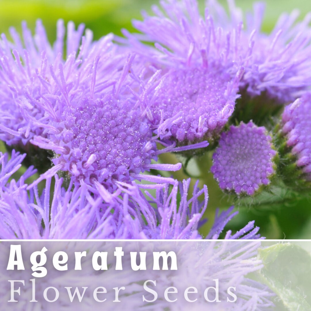 Lavender Mist - Ageratum Seeds - 150 Seeds - Garden Bloom Flower Seed Flowers Garden Seeds Cut ...