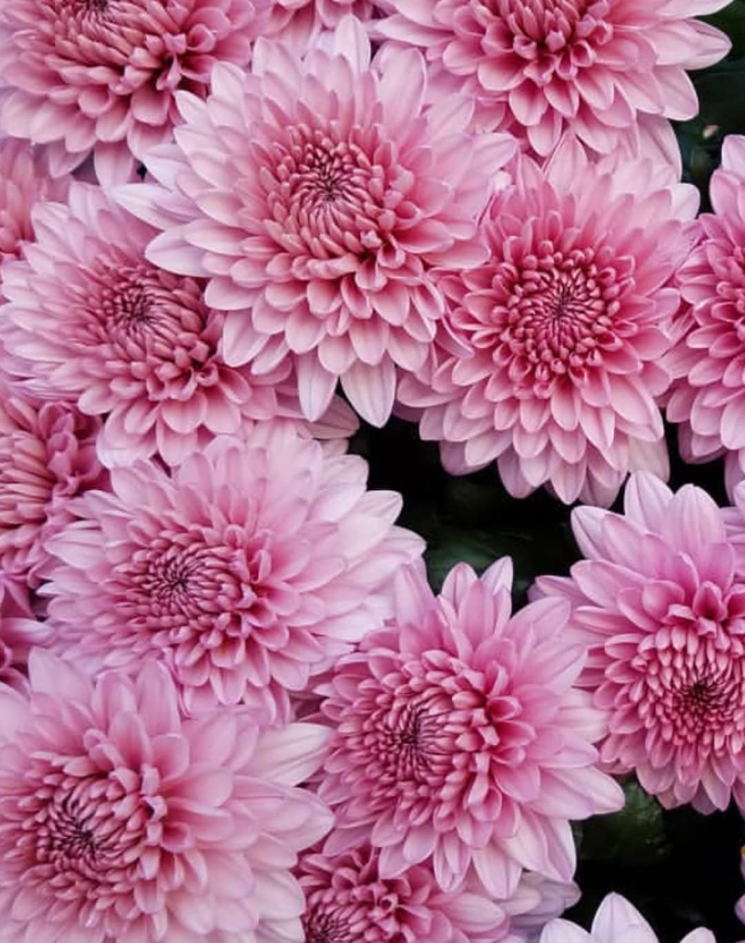 Light Pink Cushion Mum Chrysanthemum Seeds 200+ Seeds Mum Flower ...