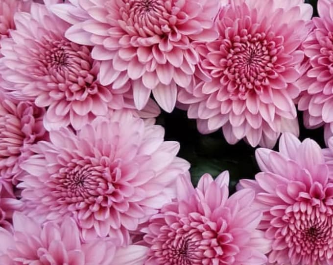 Artificial Garden Mum Plant in Green Flower Pot Pink and Purple Garden ...