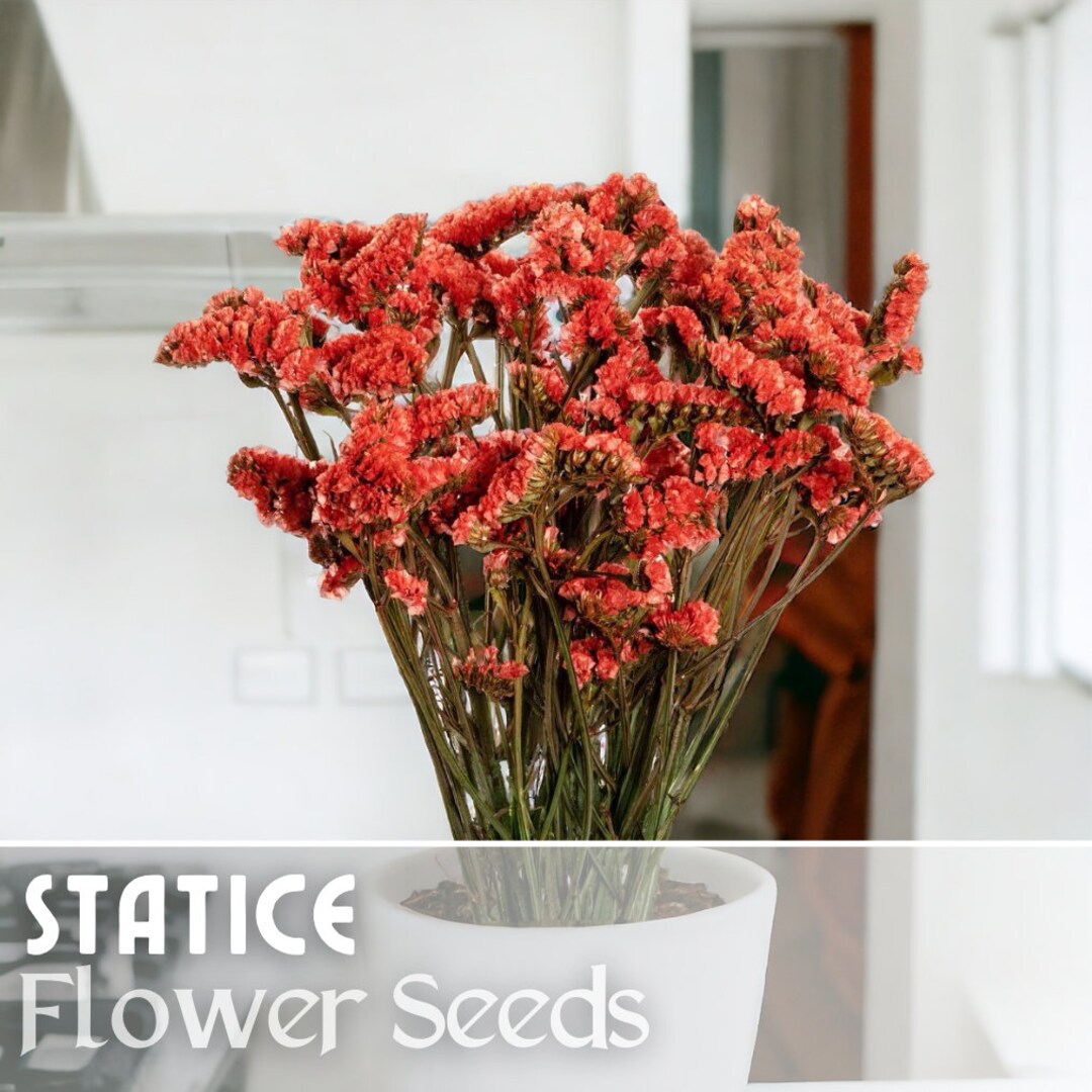Statice Seeds - 85 Seeds - Rouge Rebellion - Garden Bloom Flower Seed ...