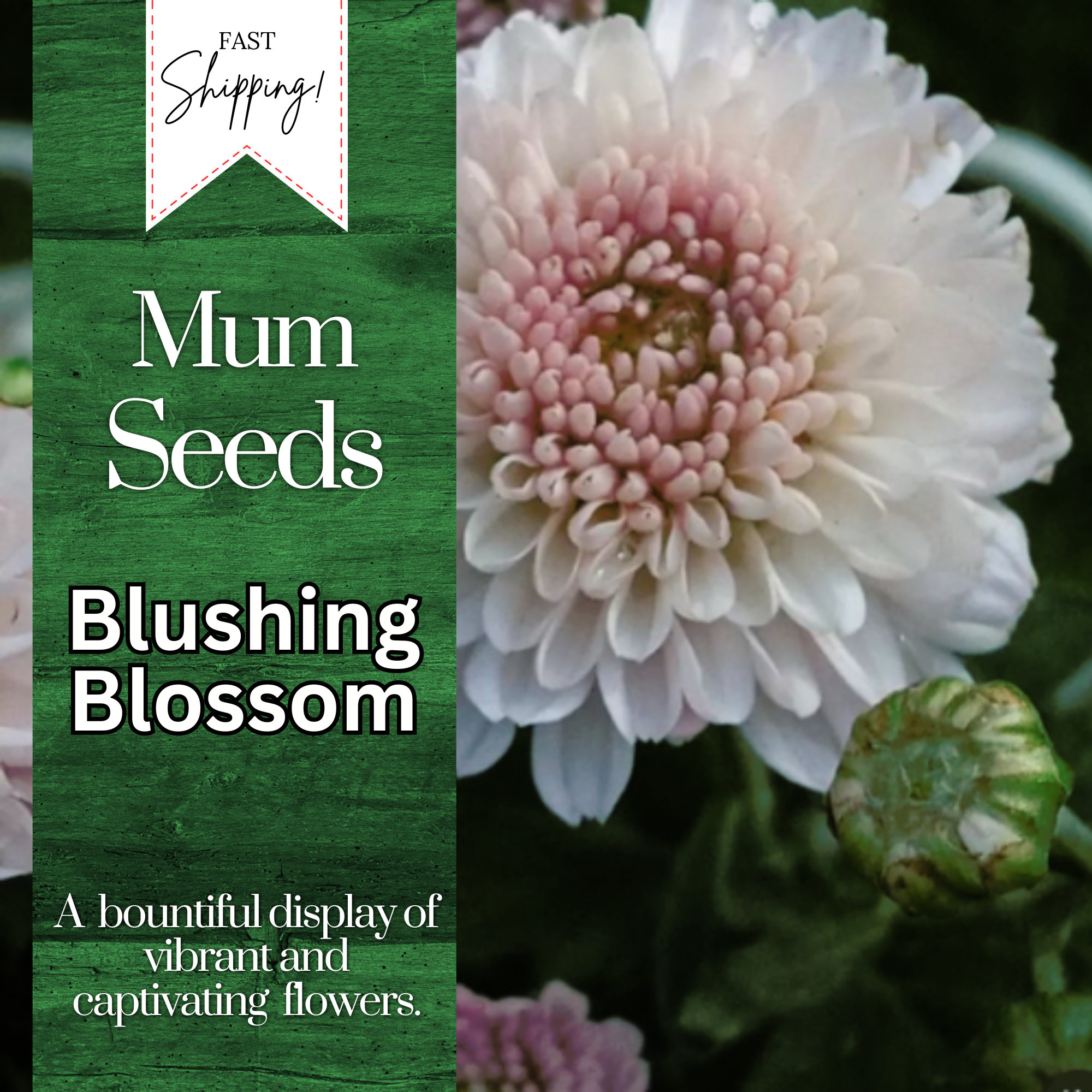 Chrysanthemums Seeds Chrysanthemum Little Red | Bluestone Perennials