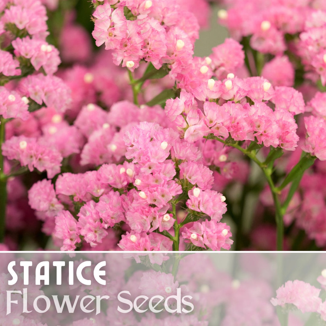 Statice Seeds - 85 Seeds - Pinkie Pie - Garden Bloom Flower Seed ...