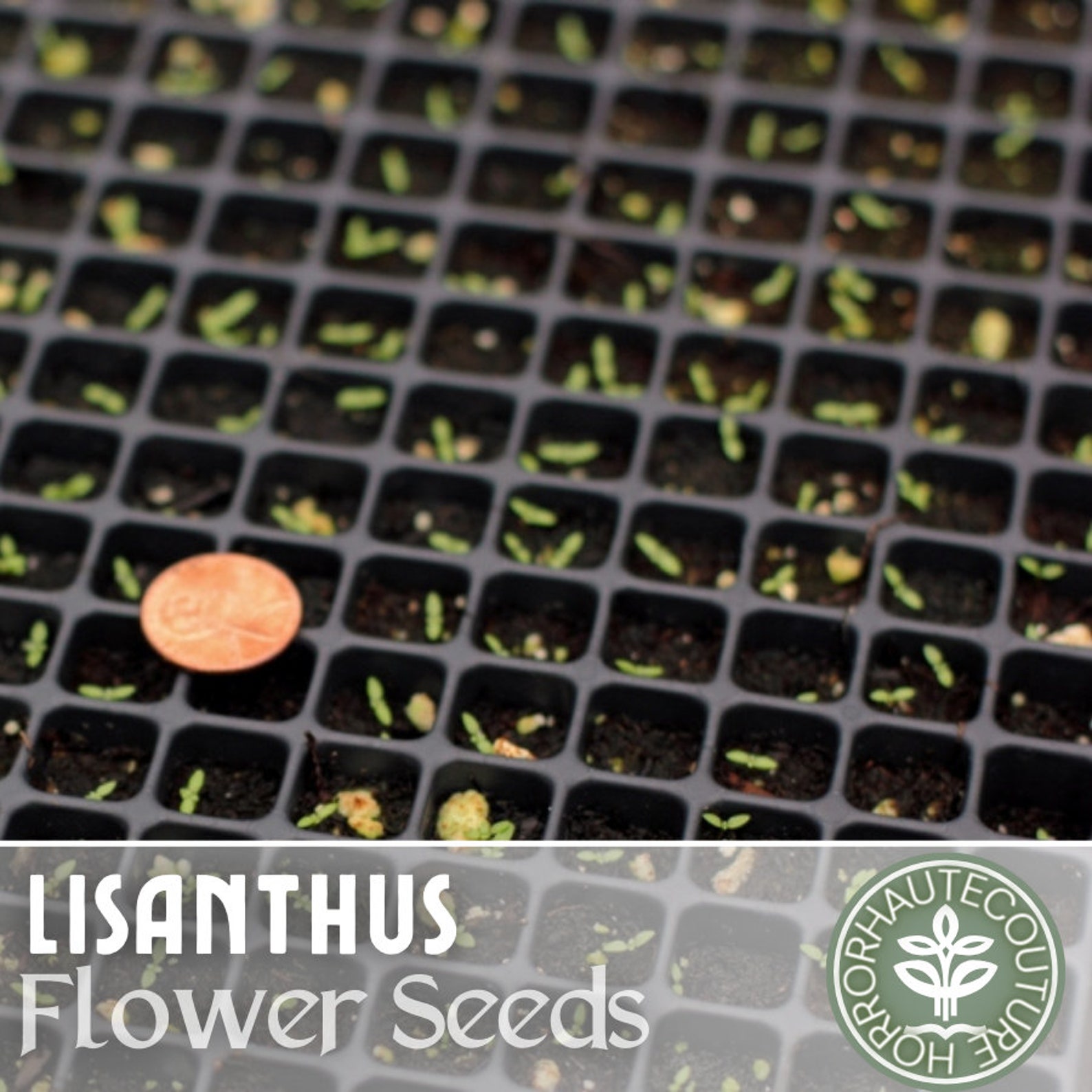 Lisianthus Seeds - 100 Seeds - Everlast Medley - Garden Bloom Flower ...