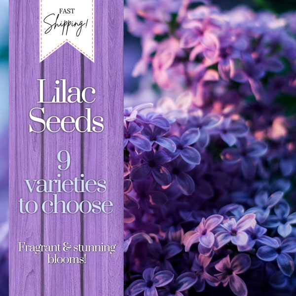 Lilac - Etsy