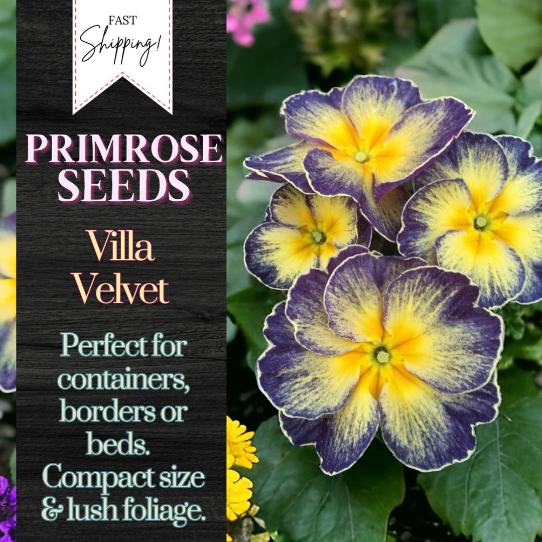 Villa Velvet Primrose Seeds 125+ Seeds Flower, Flower Seeds, Annual ...