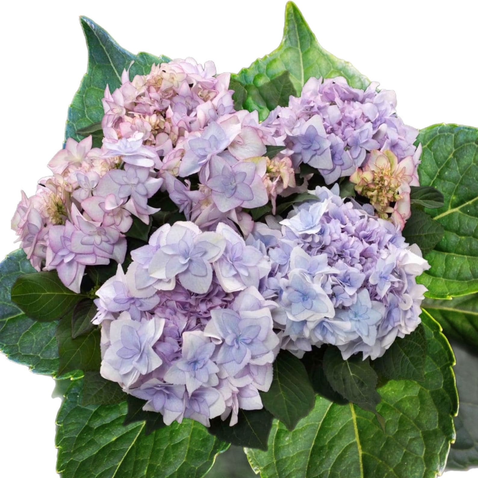 Hydrangea Seeds 65 Seeds Perennial Hardy Garden Shrub Bloom - Etsy