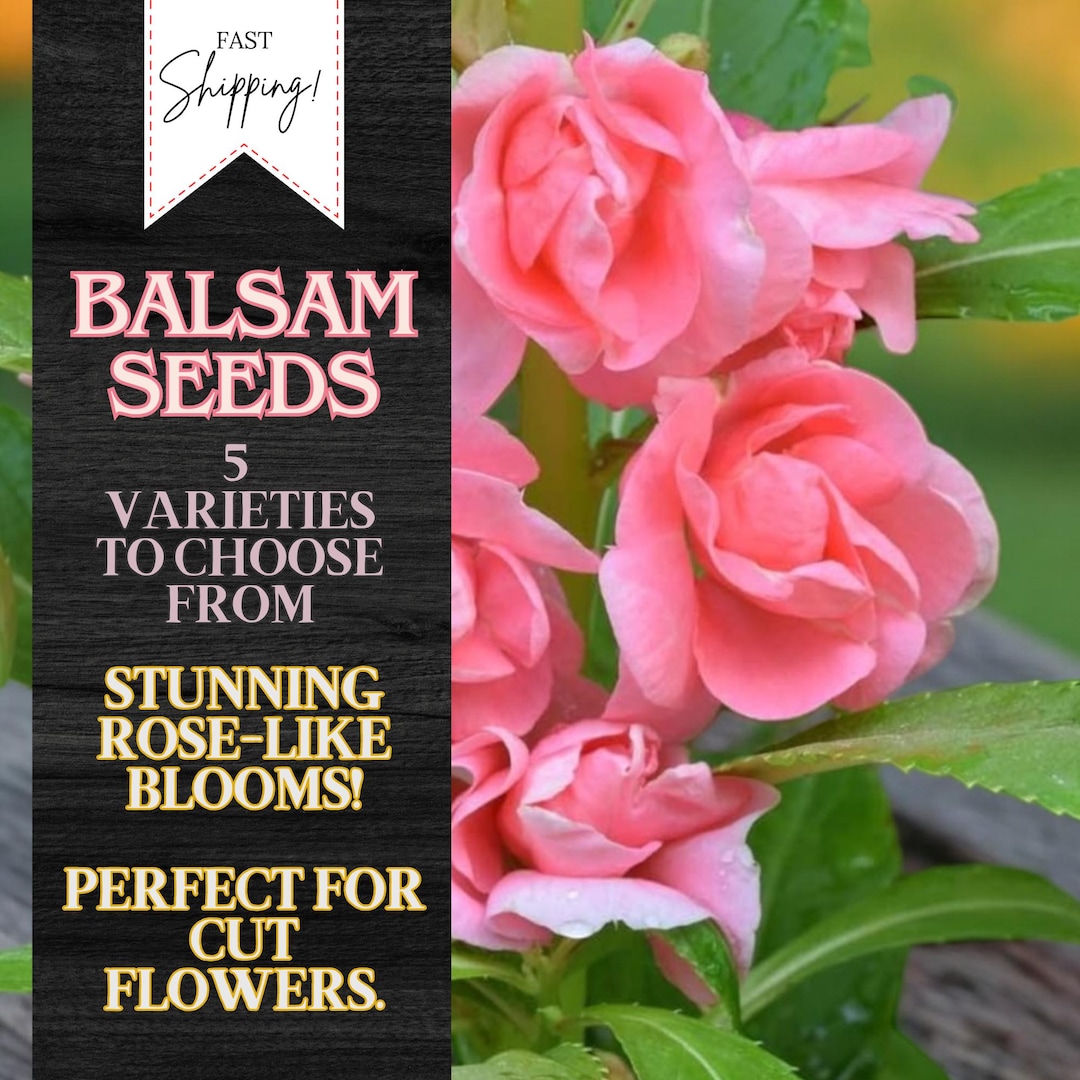 Balsam Seeds 75 Seeds Flower Seeds, Impatiens, Balsamina, Garden Patio ...