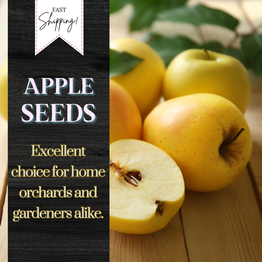 10+ Apple Tree Seeds, USA Seller Free Shipping Fruit Seeds Fragrant - Etsy