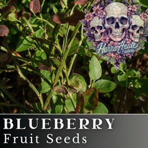 Frostberry Blueberry Seeds 200, 750 or 3,200 Seeds Fruit Seeds, Non GMO ...