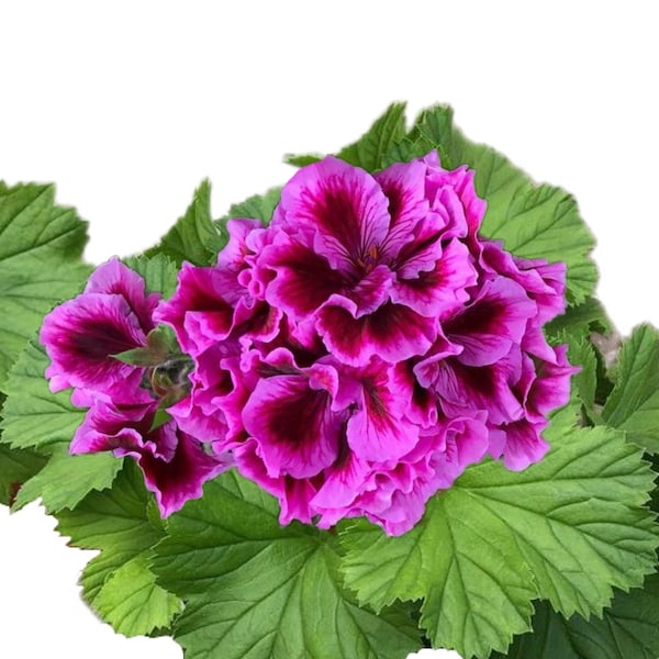 Geranium Seeds - Etsy
