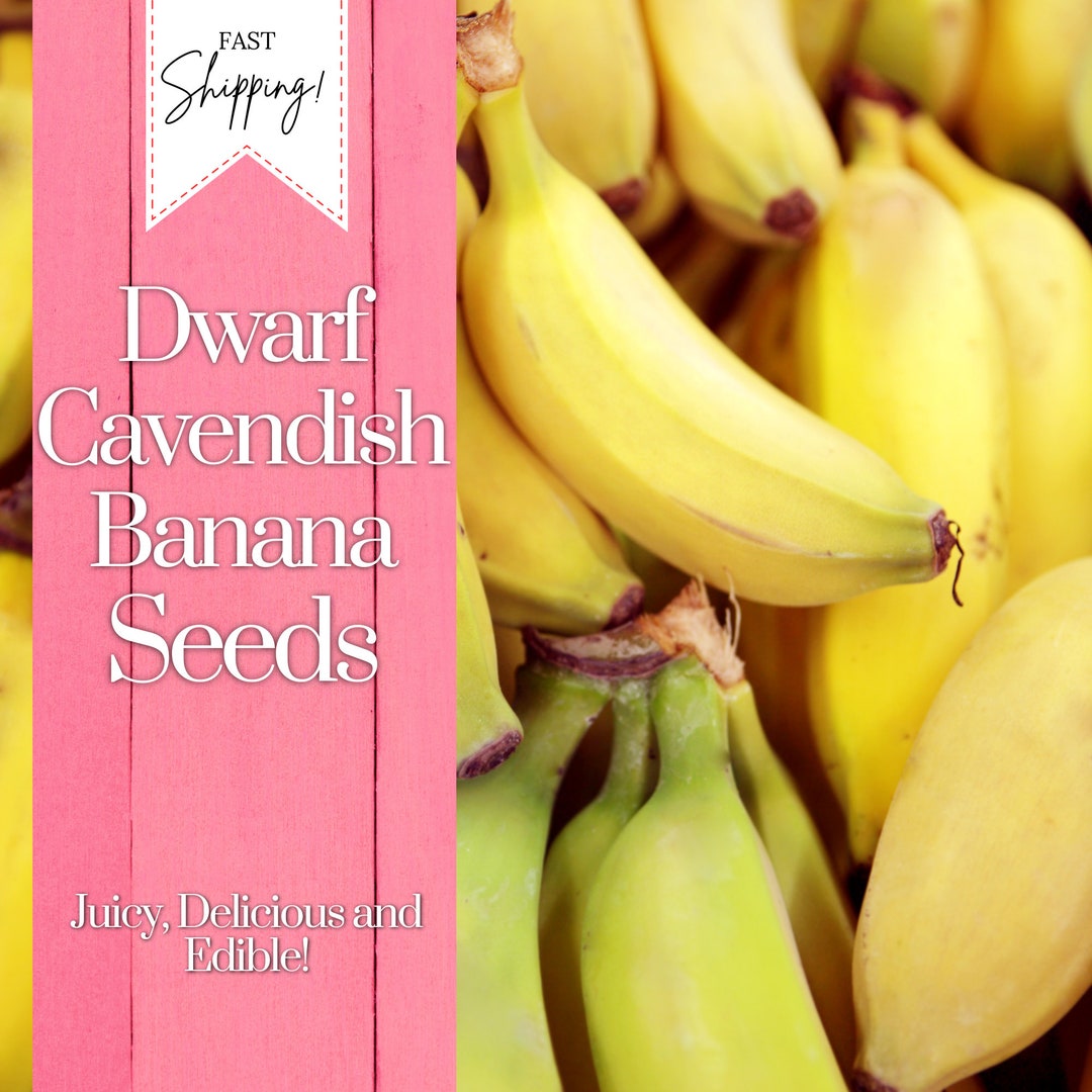 10+ Dwarf Cavendish Banana Seeds, USA Seller Free Shipping Fruit Seeds ...