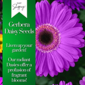 Gerbera Daisy Seeds 50+ Seeds Daisy Mum Flower, Flower Seeds, Annual ...