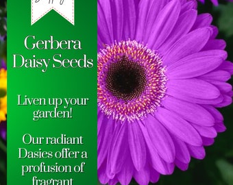 Gerbera Daisy Mega Revolution Flower Seed Mixture 20 Seeds - Etsy